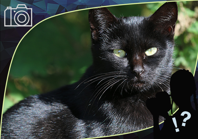 Camera FAQ #12: What is the Difference Between a Line Sensor and Cross ...