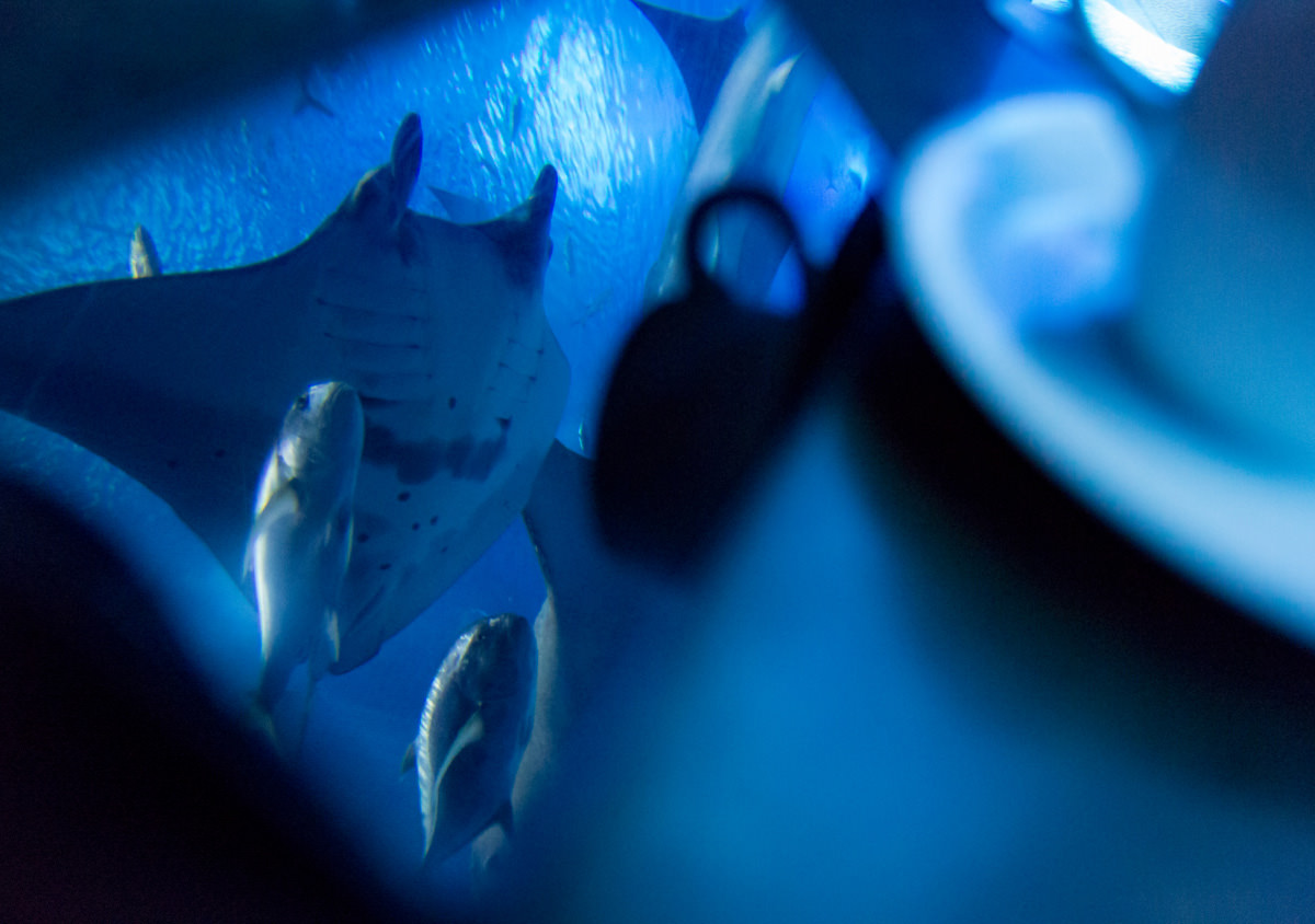 How to Capture Fascinating Images of Ordinary Things