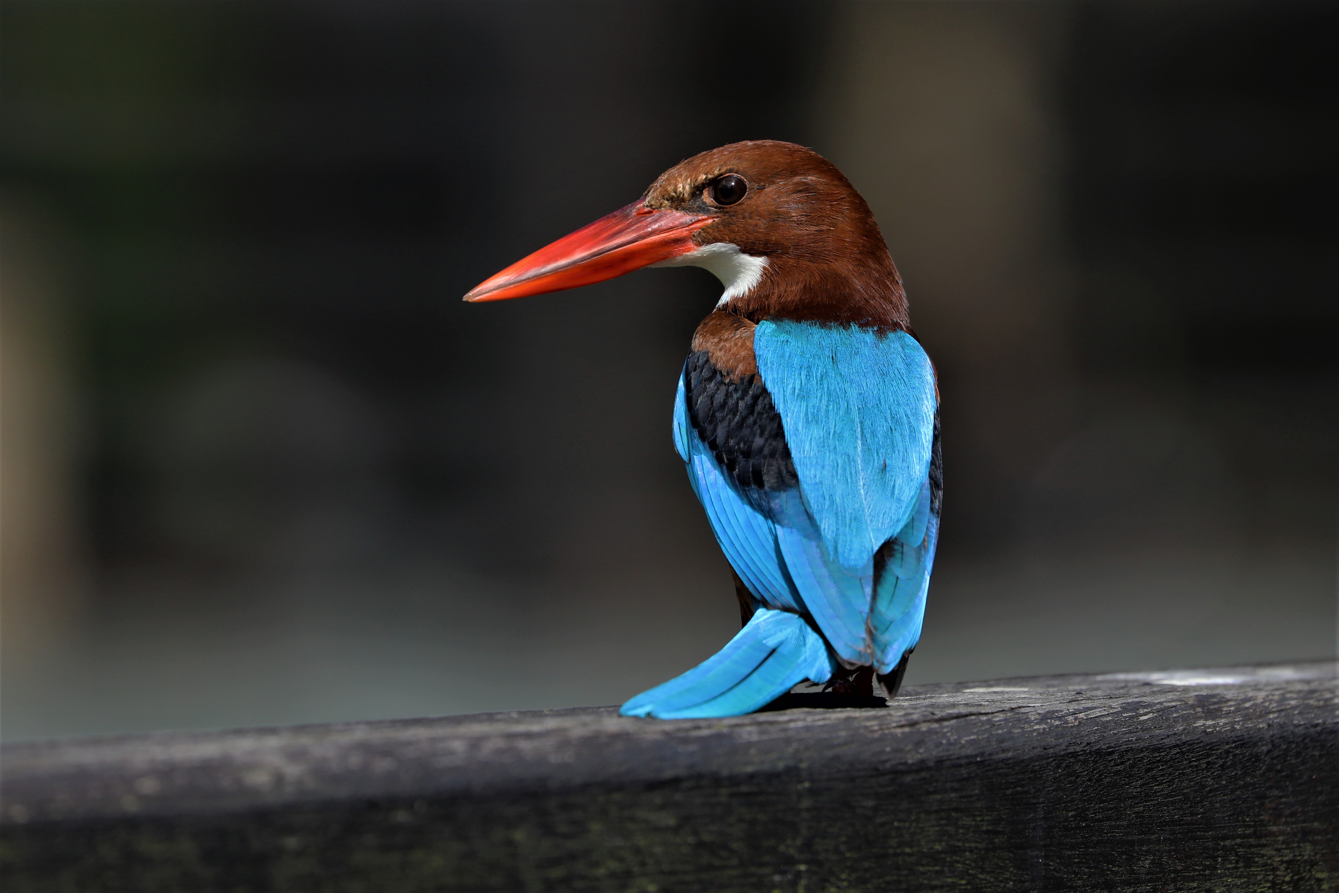 White throated Kingfisher