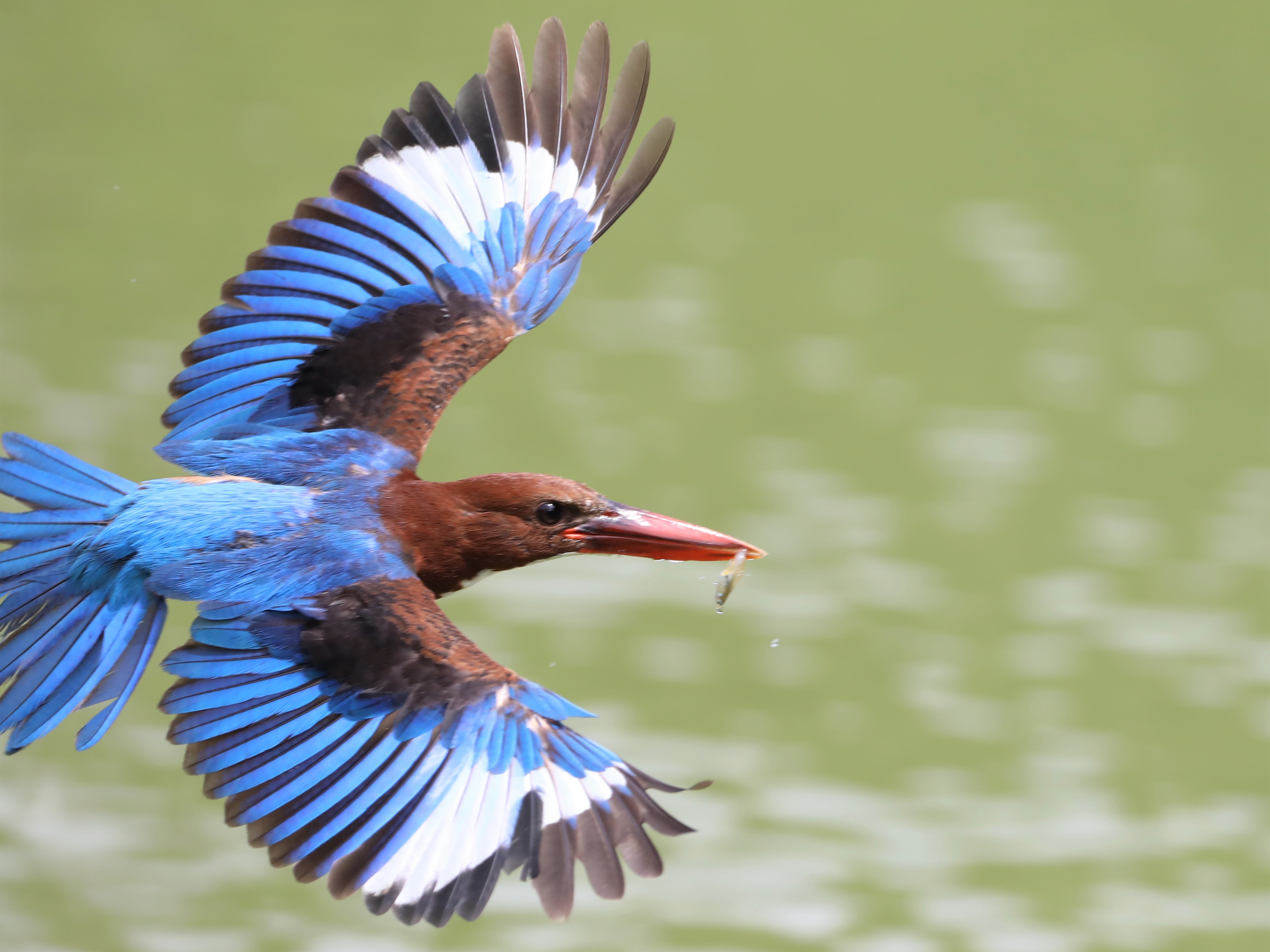 White throated Kingfisher