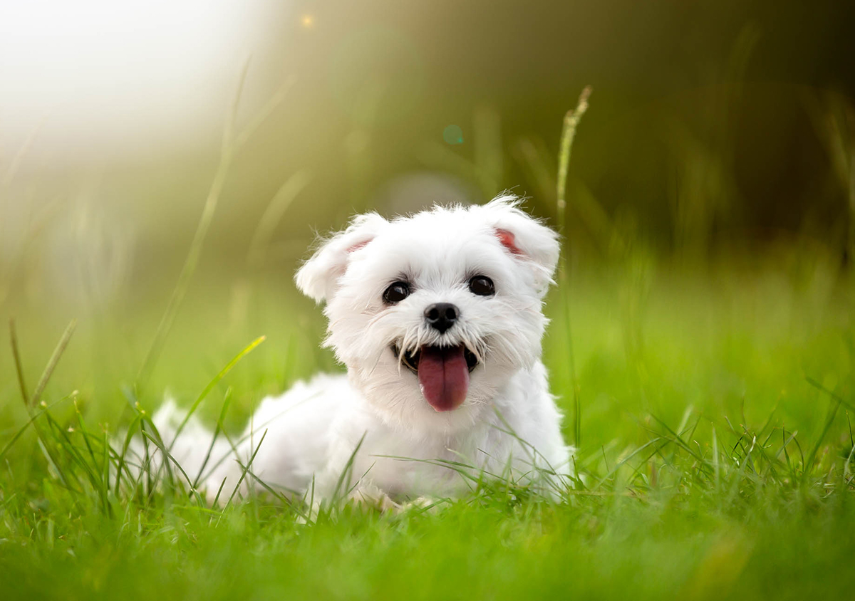 Pet-ography: Taking Adorable Photos of Pets and Owners