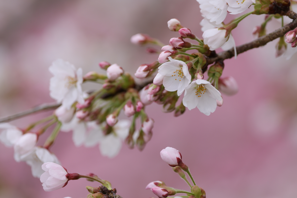 Lenses FAQ What Does Magnification Ratio Mean 