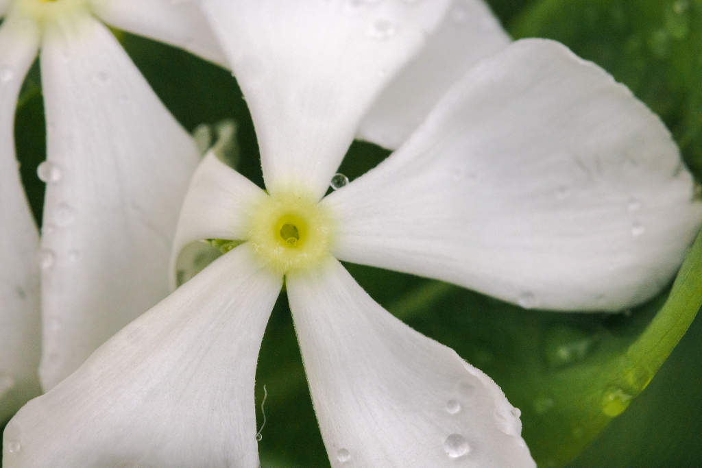 Lenses FAQ What Does Magnification Ratio Mean 