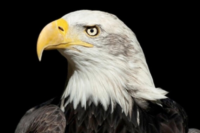 Adjust Sharpness By Paper Type and Viewing Distance For Superb Nature ...