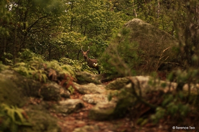 EOS Professional: Terence Teo